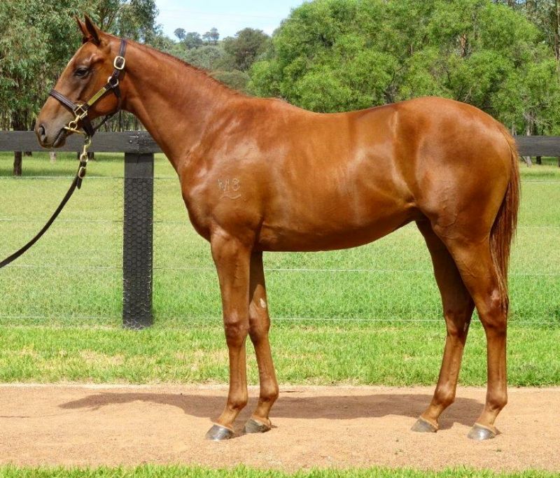 Overdose Thoroughbred Horse Profile - Next Race, Form, Stats, News ...