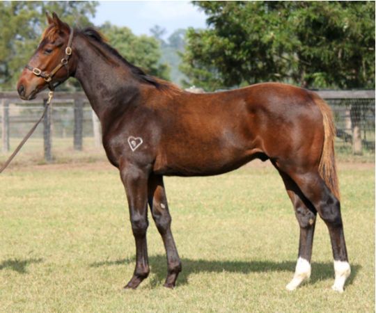Assaad Thoroughbred Horse Profile - Next Race, Form, Stats, News ...
