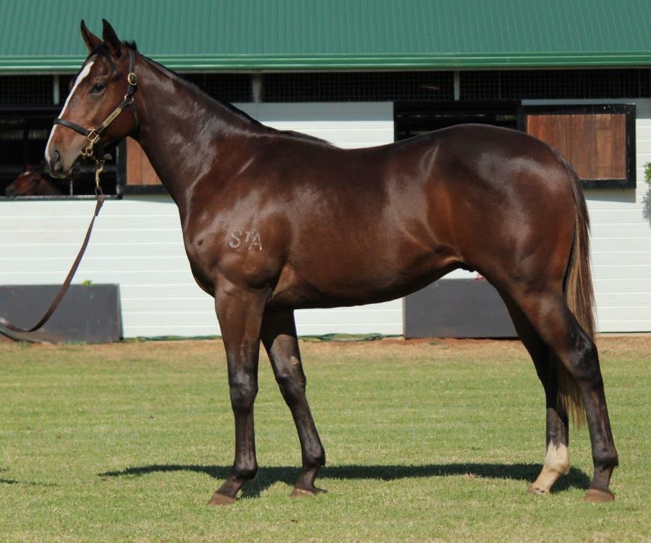 Lim's Dream Thoroughbred Horse Profile - Next Race, Form, Stats, News ...