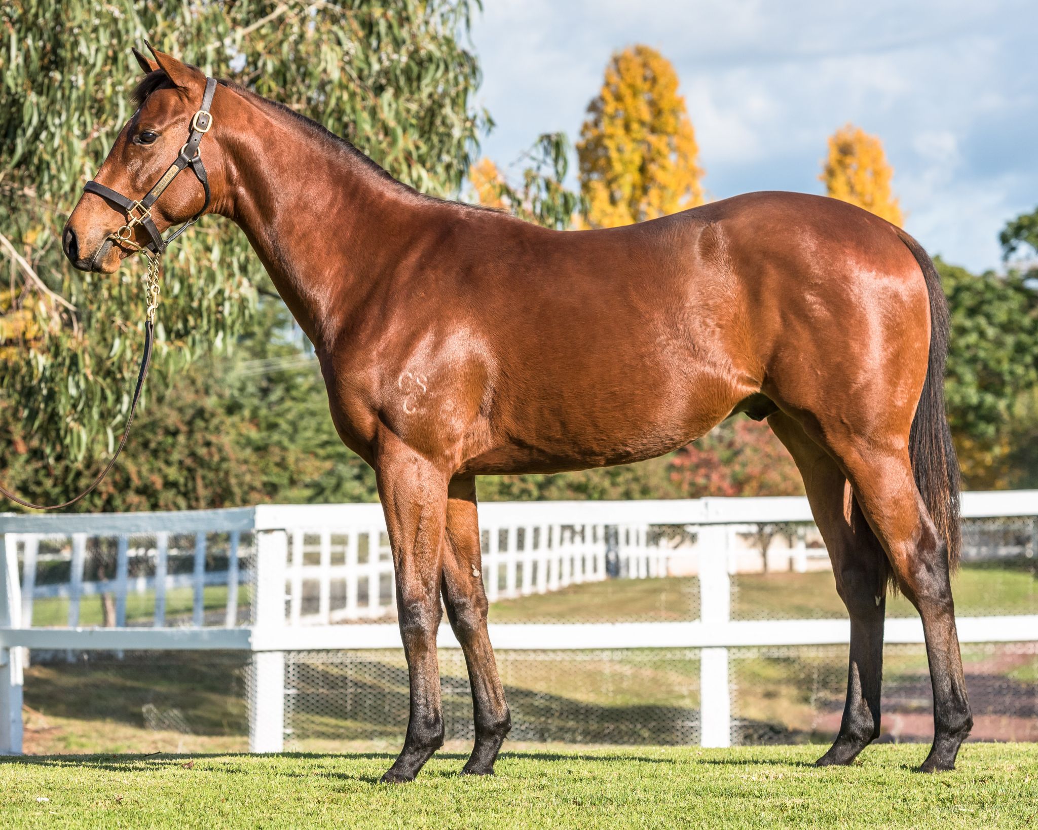 Swift Hit Thoroughbred Horse Profile - Next Race, Form, Stats, News ...