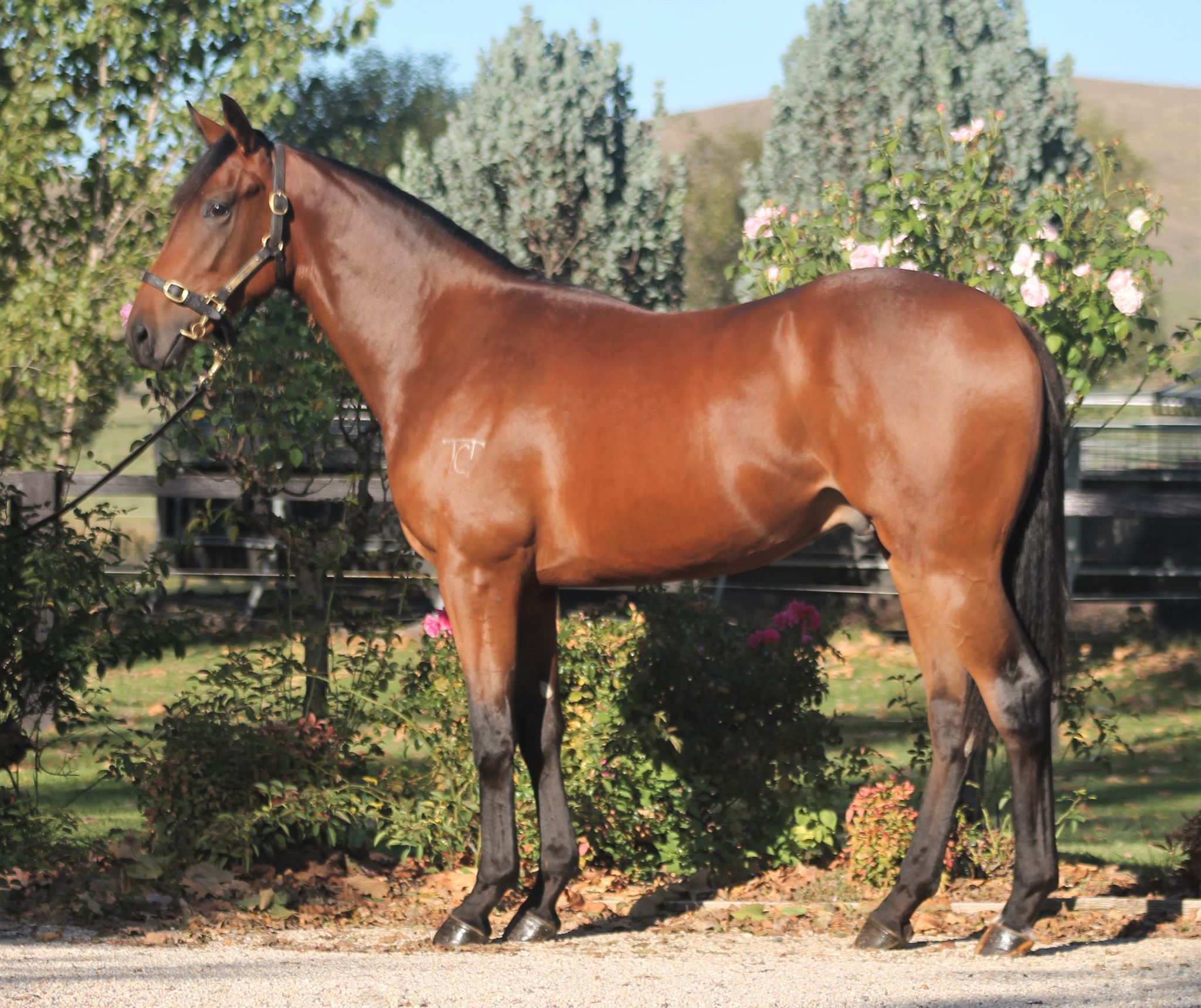 Silver Way Thoroughbred Horse Profile - Next Race, Form, Stats, News ...