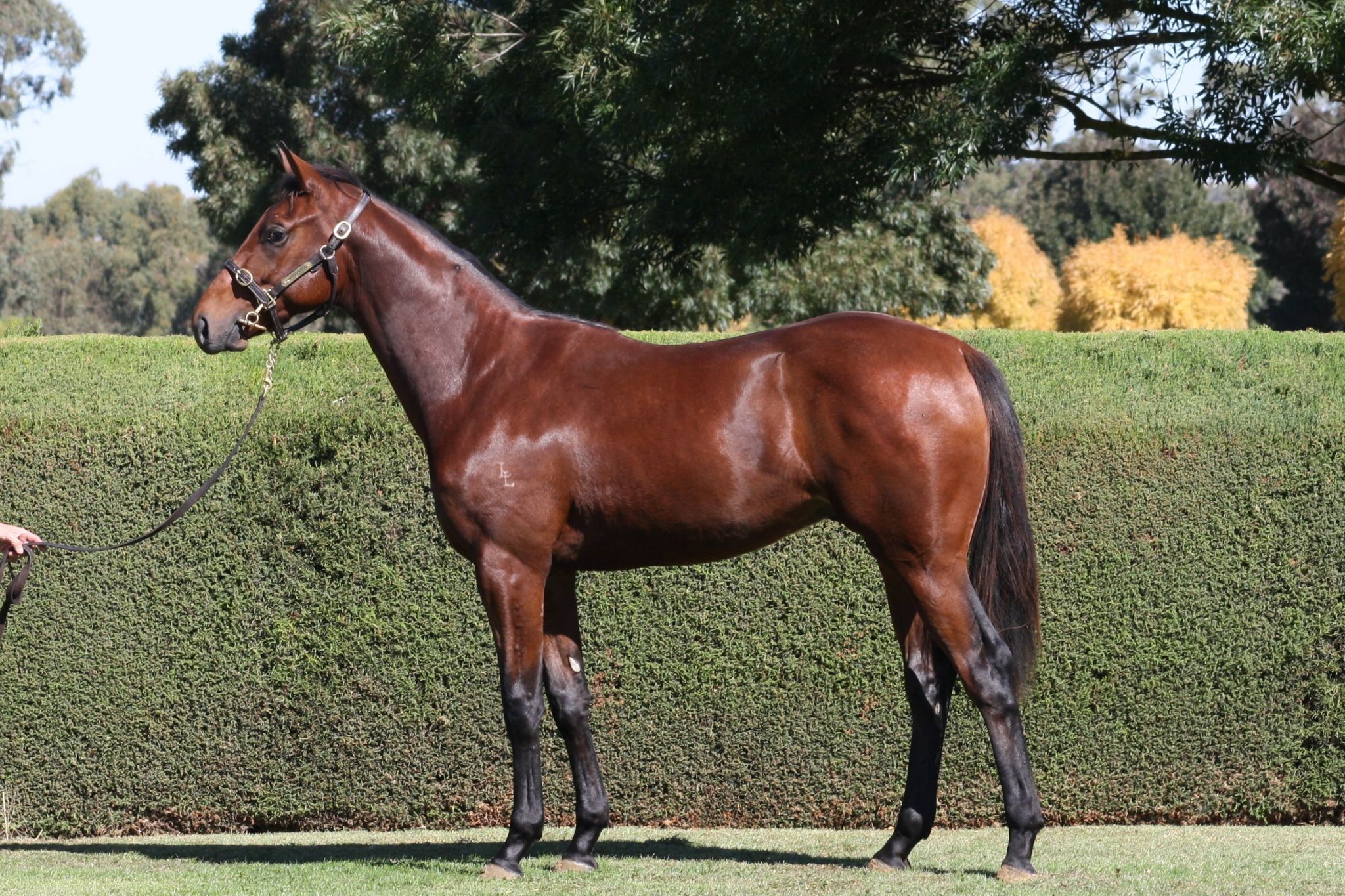 Run The Show Thoroughbred Horse Profile - Next Race, Form, Stats, News ...