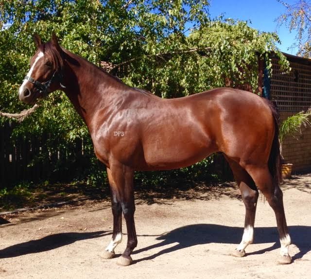 Rocket Empire Thoroughbred Horse Profile - Next Race, Form, Stats, News ...