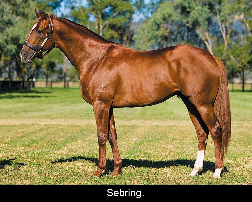Sebring Thoroughbred Horse Profile - Next Race, Form, Stats, News ...
