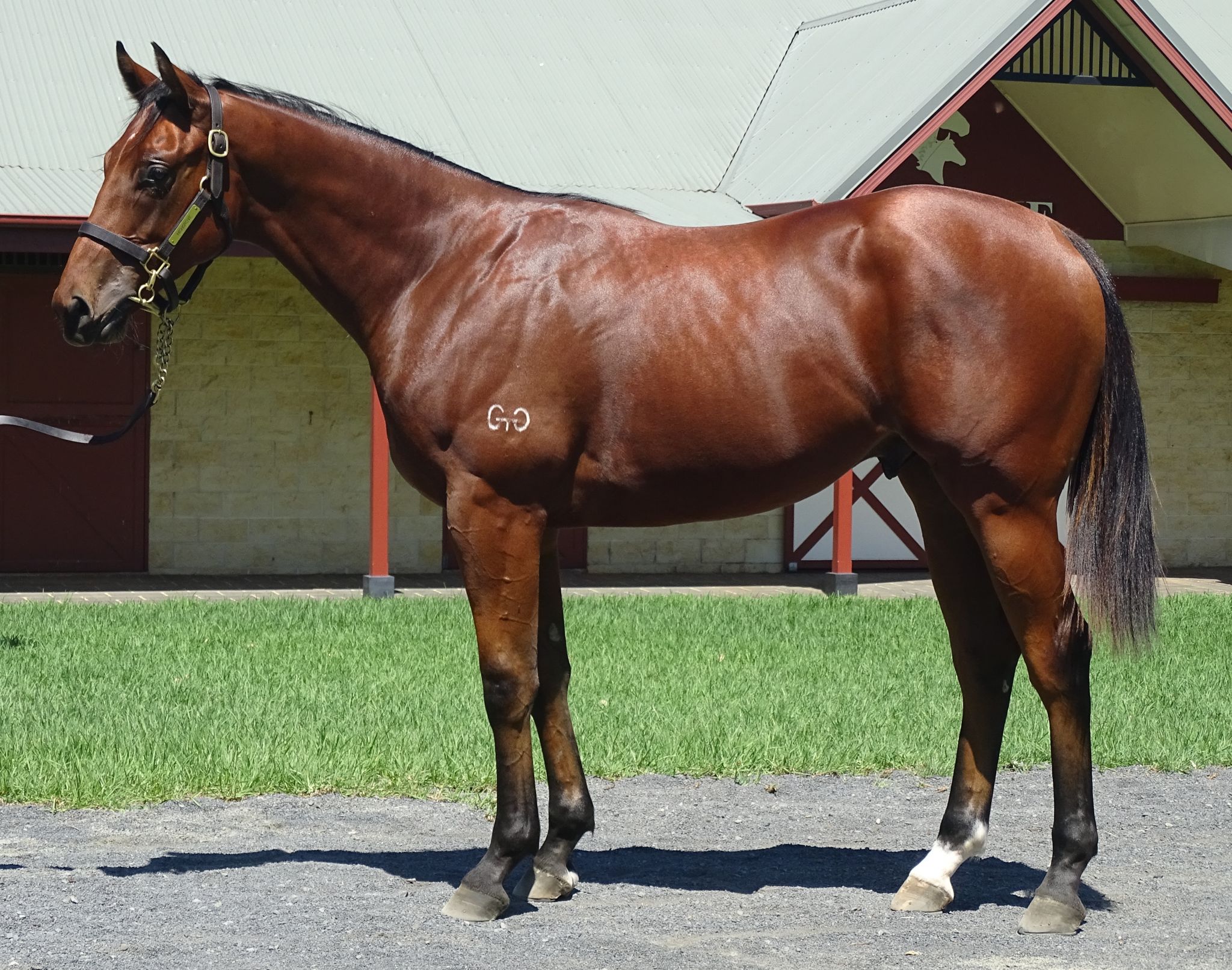 Jazz Steed Thoroughbred Horse Profile - Next Race, Form, Stats, News ...