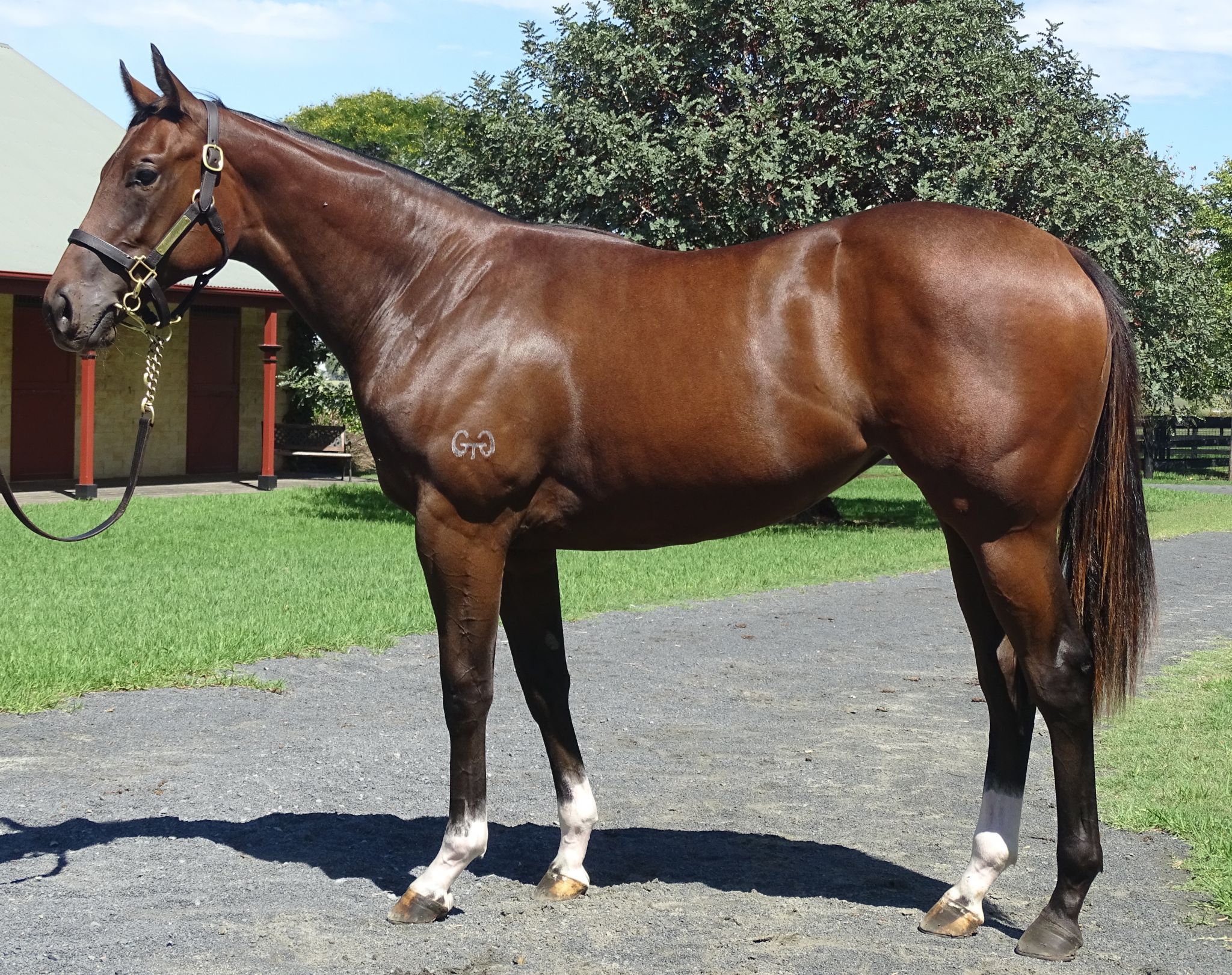 Jen Rules Thoroughbred Horse Profile - Next Race, Form, Stats, News ...