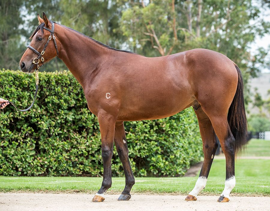 Home Ground Thoroughbred Horse Profile - Next Race, Form, Stats, News ...