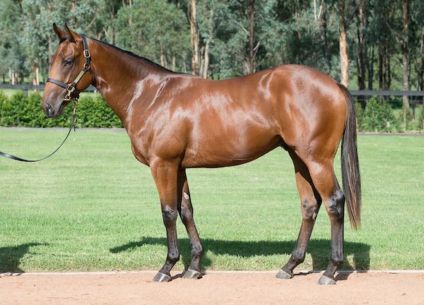 Swift Spirit Thoroughbred Horse Profile - Next Race, Form, Stats, News ...