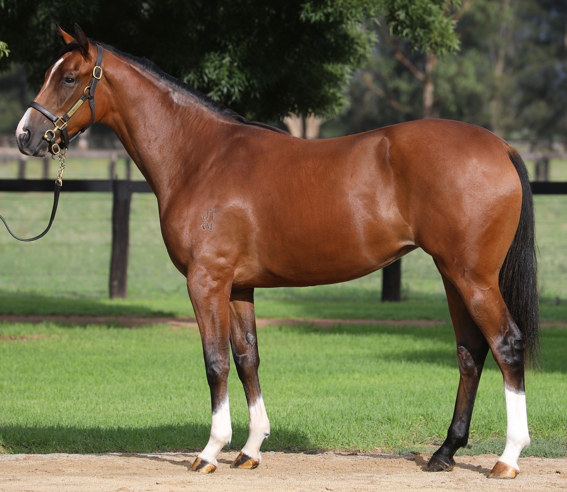 Red Terra Thoroughbred Horse Profile - Next Race, Form, Stats, News ...