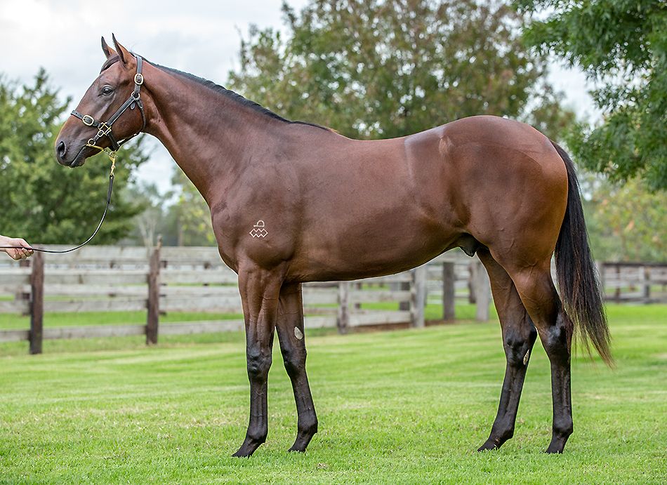 Suitor Thoroughbred Horse Profile - Next Race, Form, Stats, News ...
