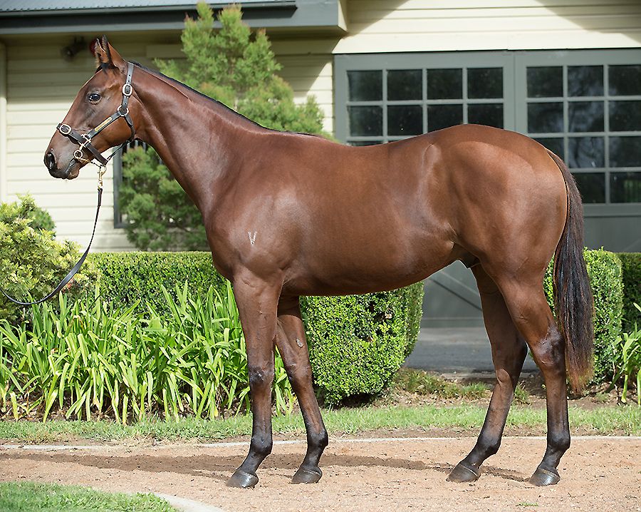 Phoenix Global Thoroughbred Horse Profile - Next Race, Form, Stats ...