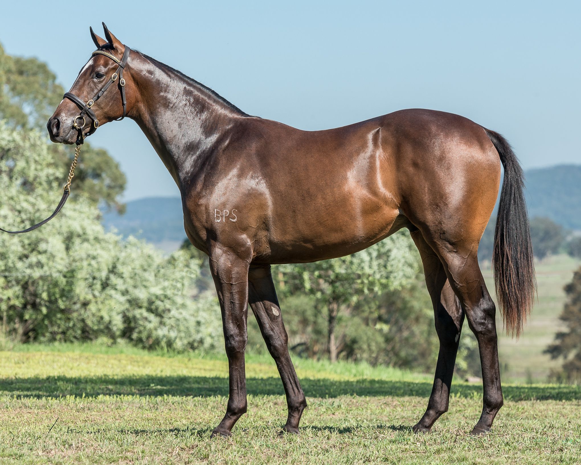 Sesar Thoroughbred Horse Profile - Next Race, Form, Stats, News ...