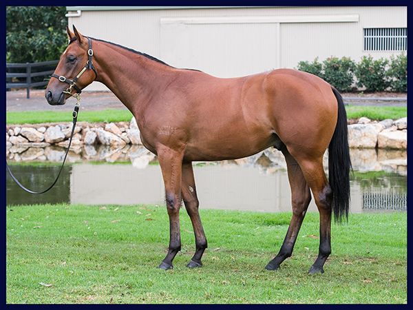 Party Everyday Thoroughbred Horse Profile - Next Race, Form, Stats ...