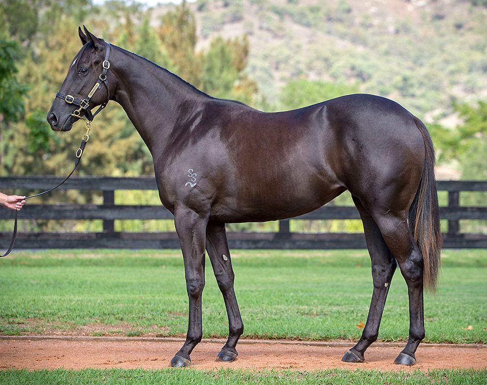 Pretty In Pink Thoroughbred Horse Profile - Next Race, Form, Stats ...