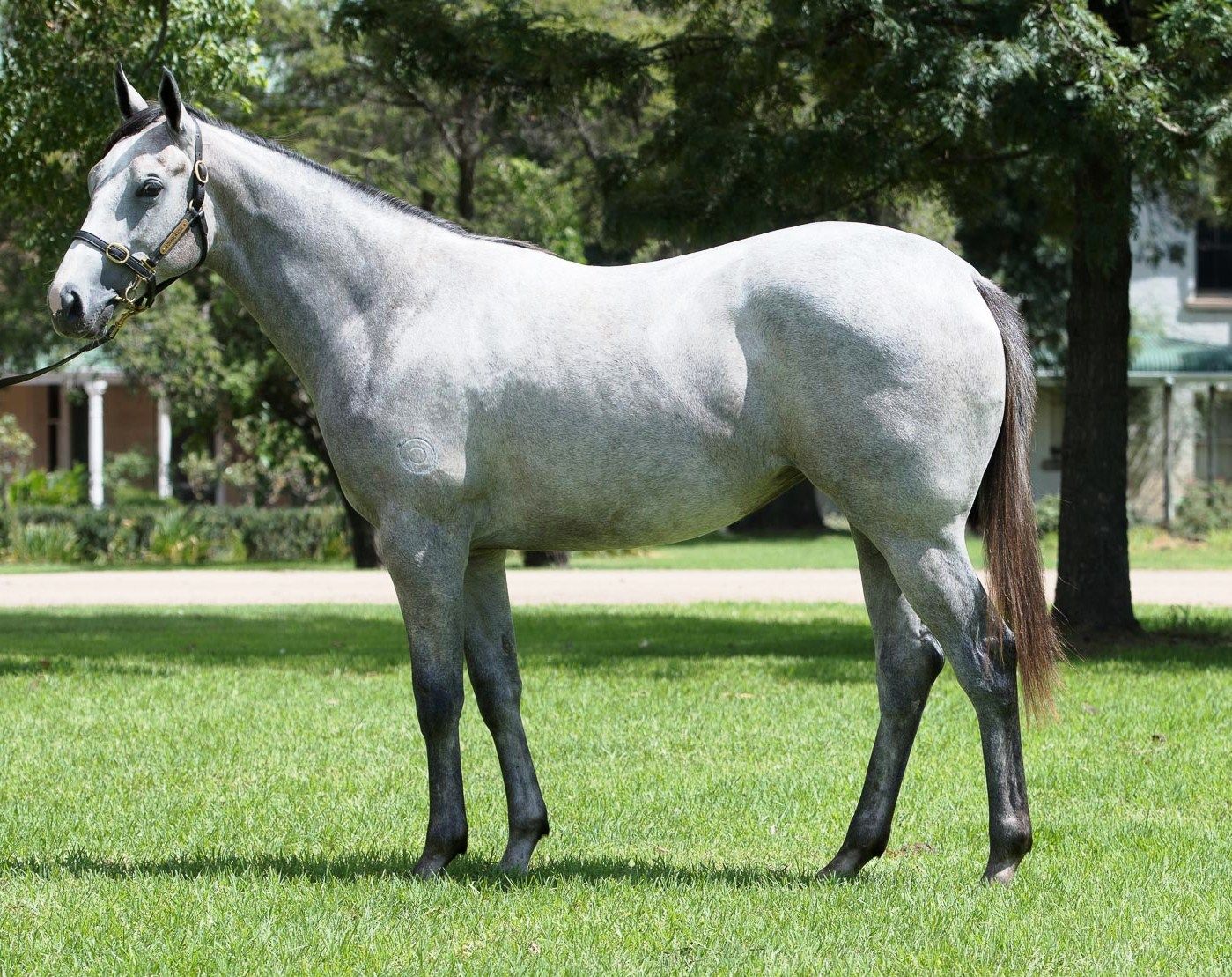 Greysful Glamour Thoroughbred Horse Profile - Next Race, Form, Stats ...