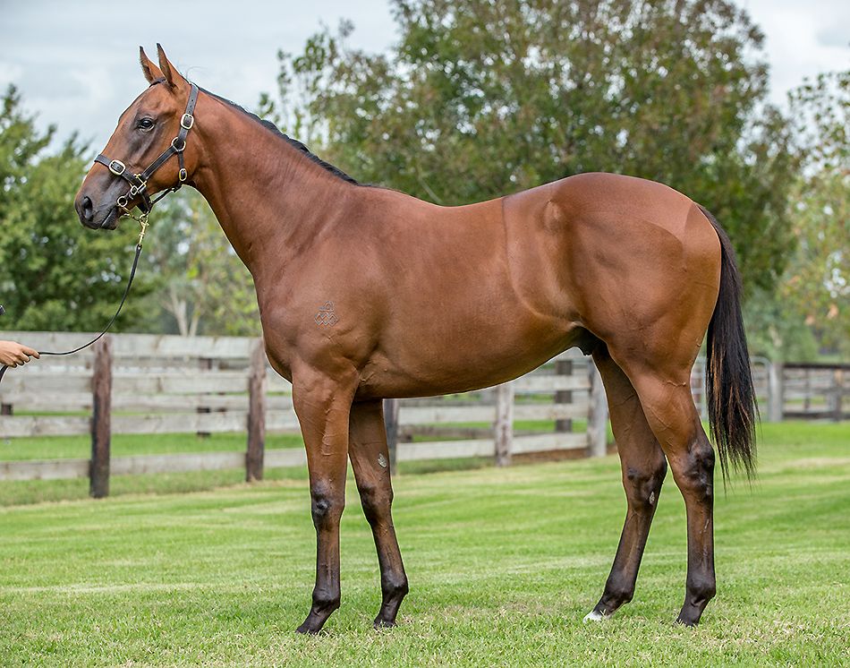 Wild Planet Thoroughbred Horse Profile - Next Race, Form, Stats, News ...