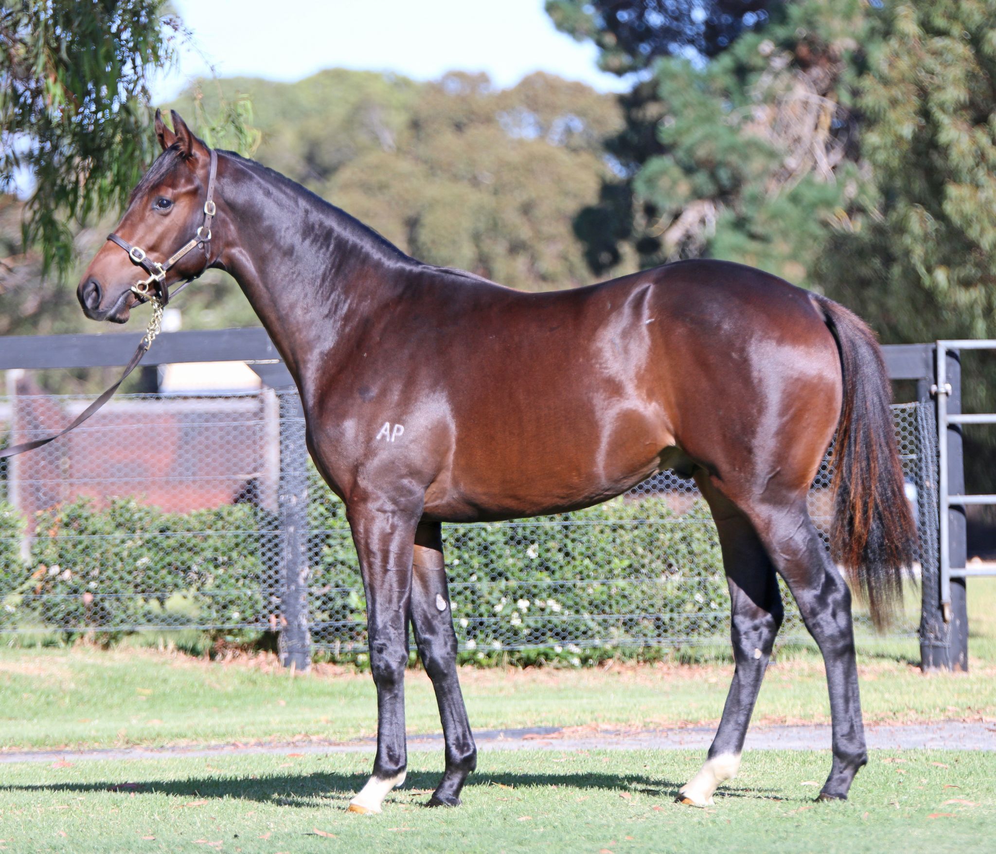 Approach Discreet Thoroughbred Horse Profile - Next Race, Form, Stats ...