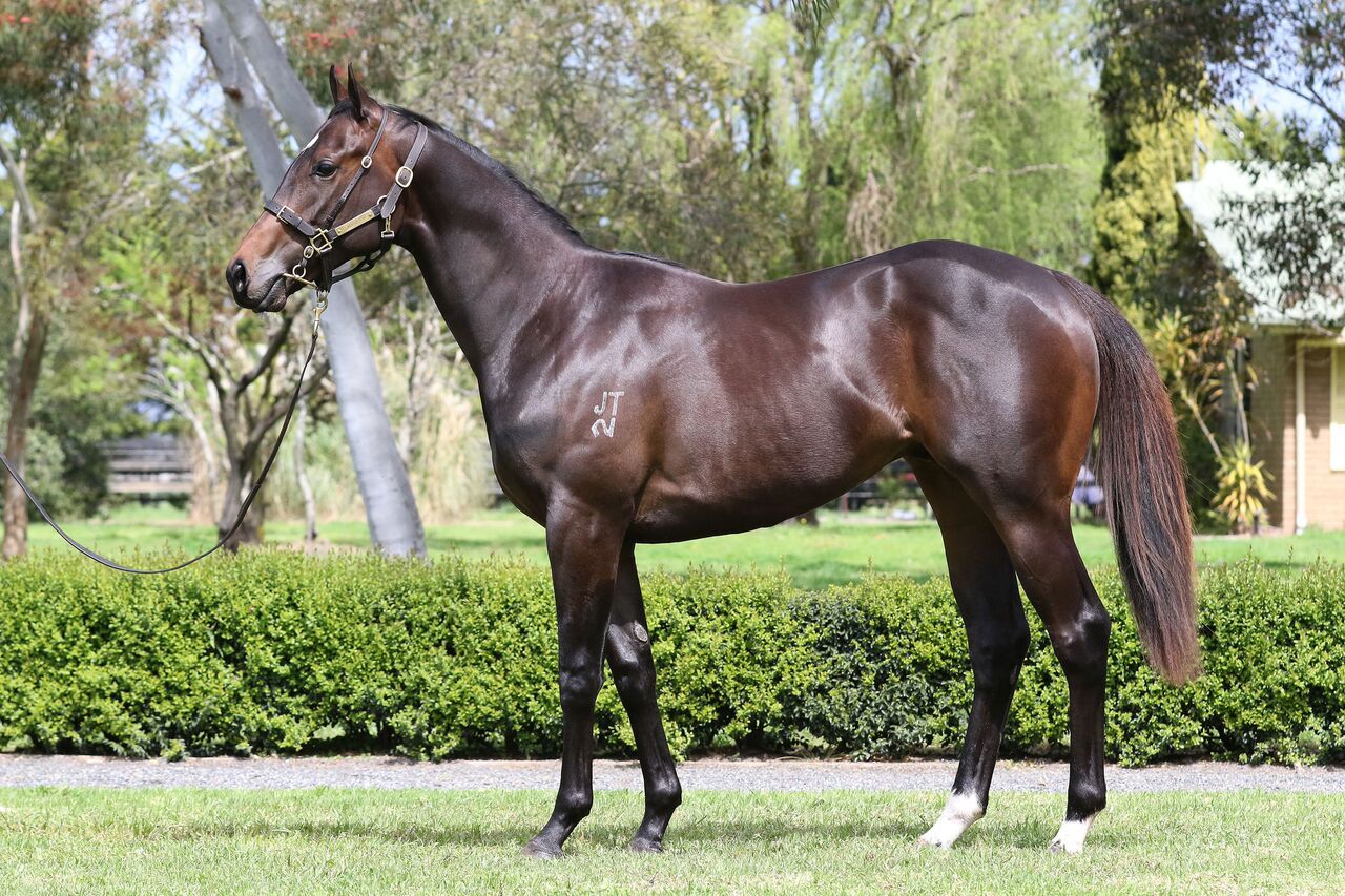 Quadruple Double Thoroughbred Horse Profile - Next Race, Form, Stats ...