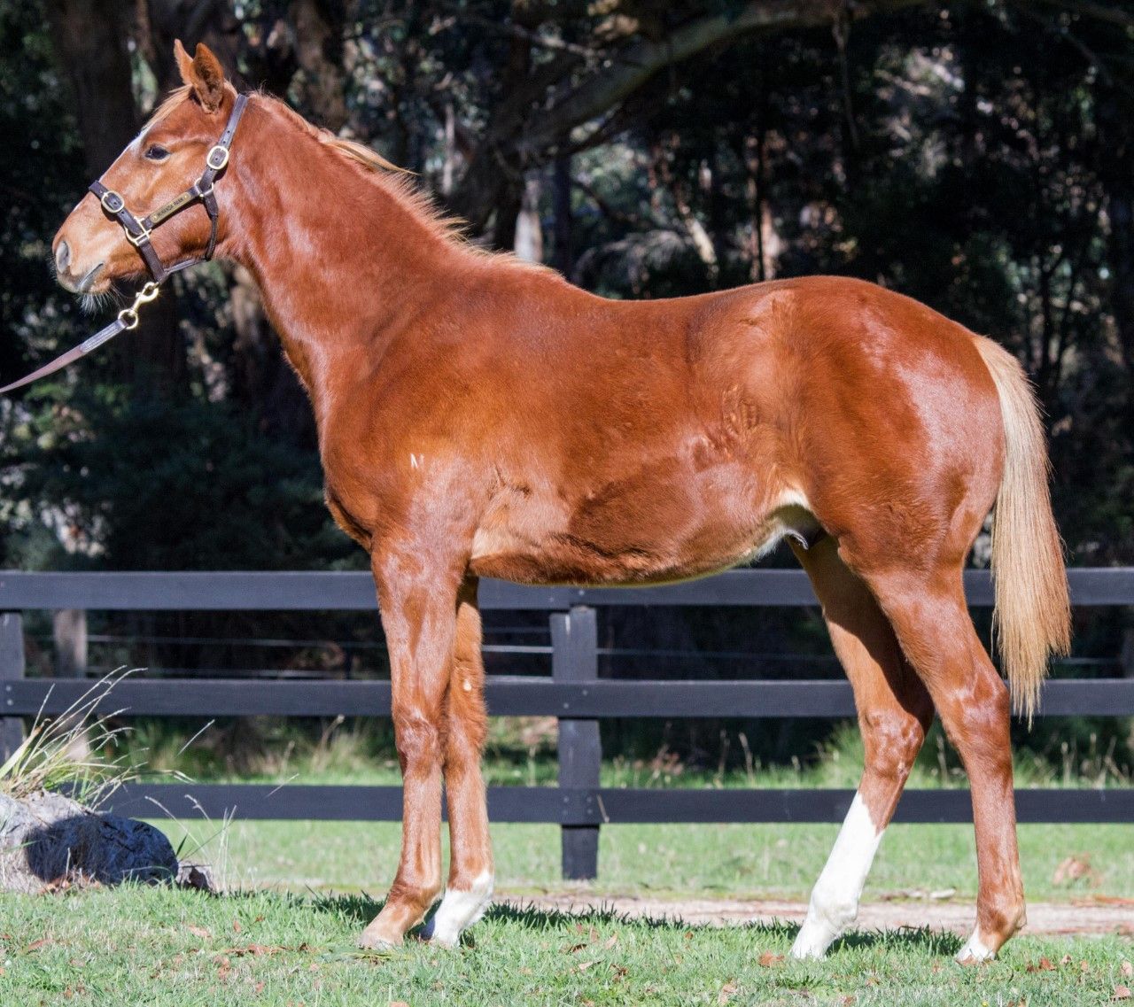 Clever Approach Thoroughbred Horse Profile - Next Race, Form, Stats ...