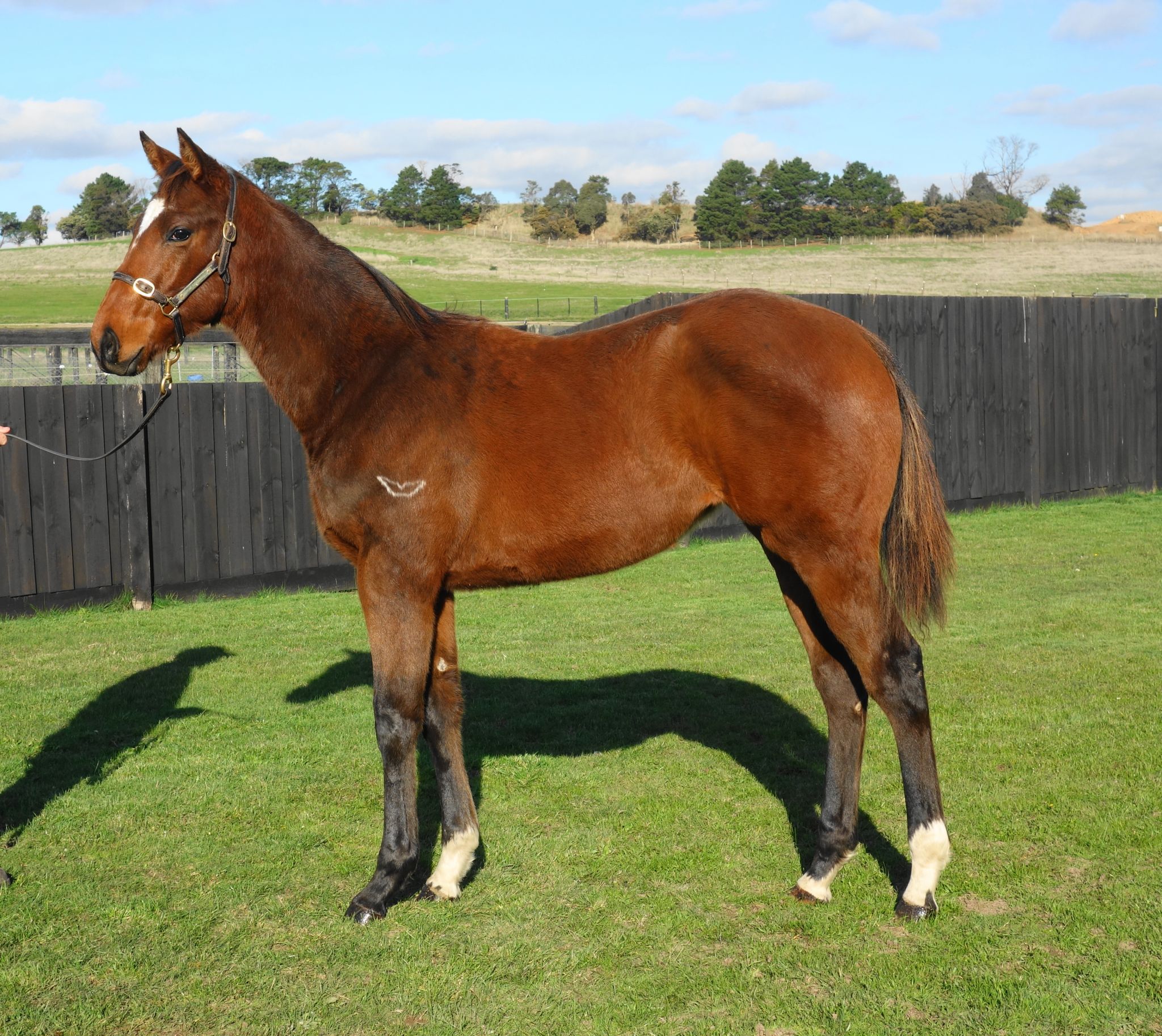 Chassis Thoroughbred Horse Profile - Next Race, Form, Stats, News ...