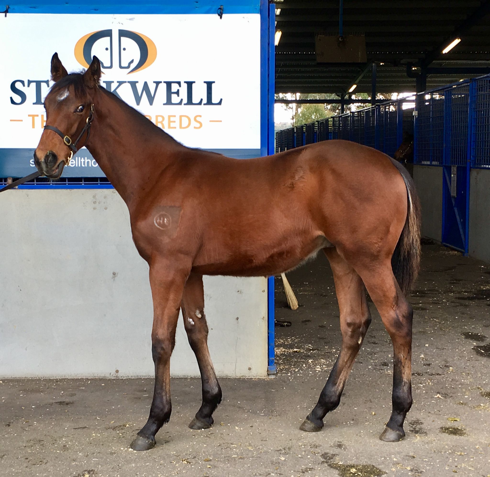 Sir Dana Thoroughbred Horse Profile - Next Race, Form, Stats, News ...