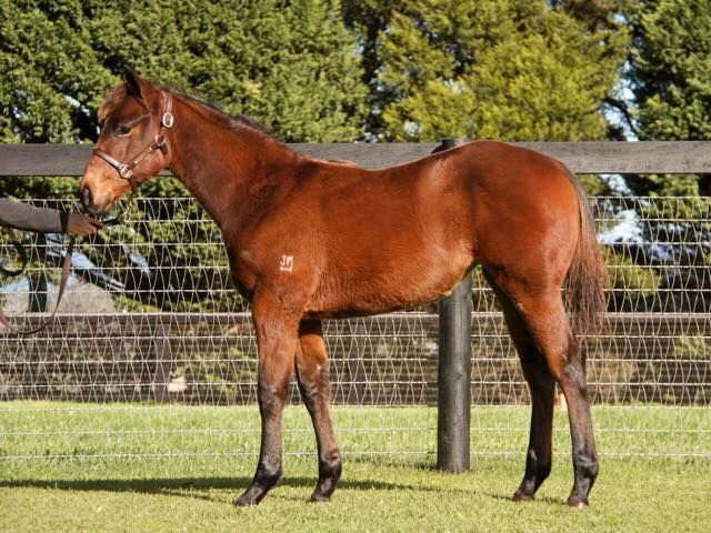 Red Hot Moon Thoroughbred Horse Profile - Next Race, Form, Stats, News ...