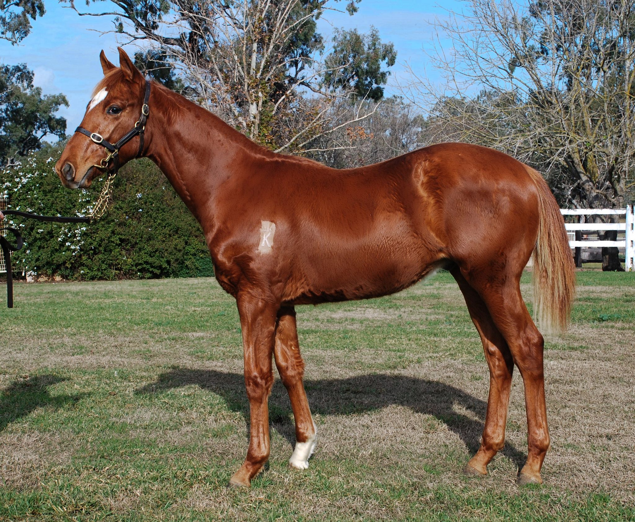 Red Hussar Thoroughbred Horse Profile - Next Race, Form, Stats, News ...