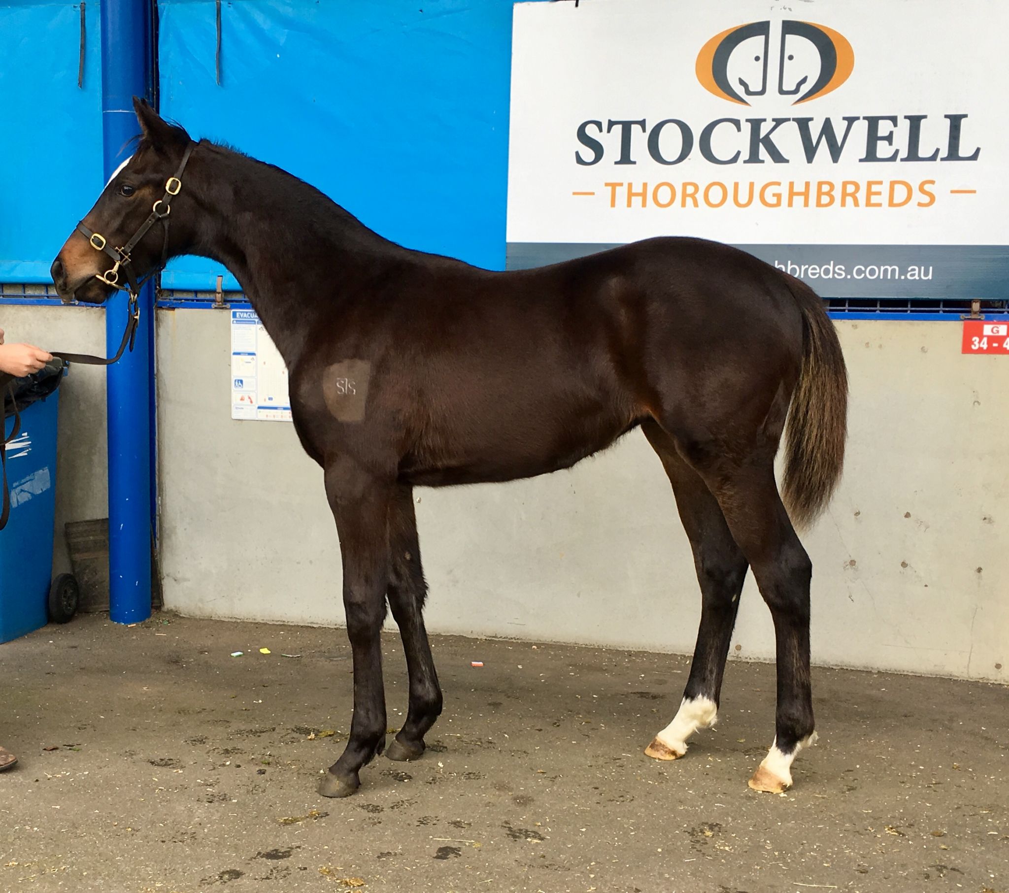 Qiji Diamond Thoroughbred Horse Profile - Next Race, Form, Stats, News ...