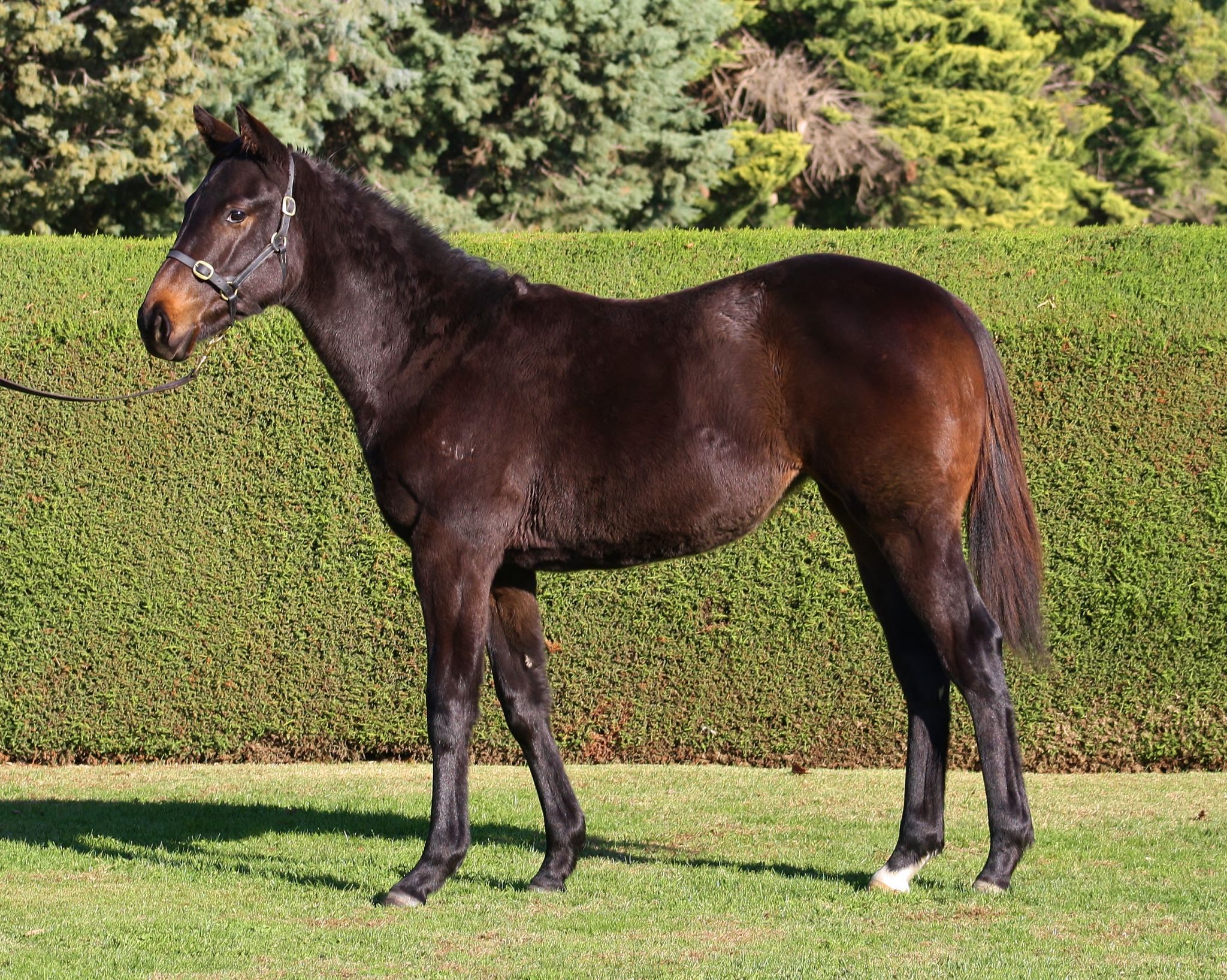 Setlin Sage Thoroughbred Horse Profile - Next Race, Form, Stats, News ...