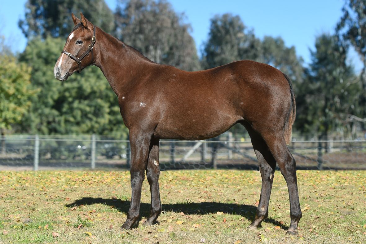 Bon Spot Thoroughbred Horse Profile - Next Race, Form, Stats, News ...