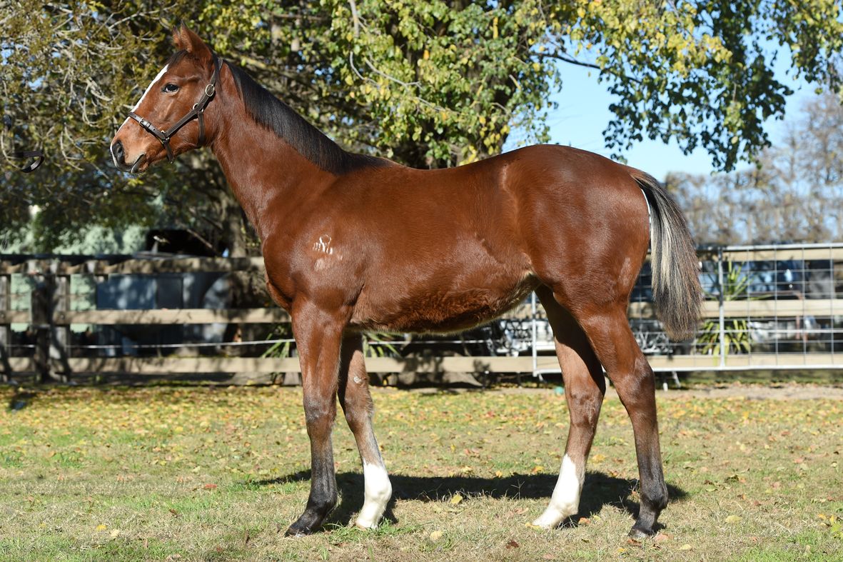 Spanish Tides Thoroughbred Horse Profile - Next Race, Form, Stats, News ...