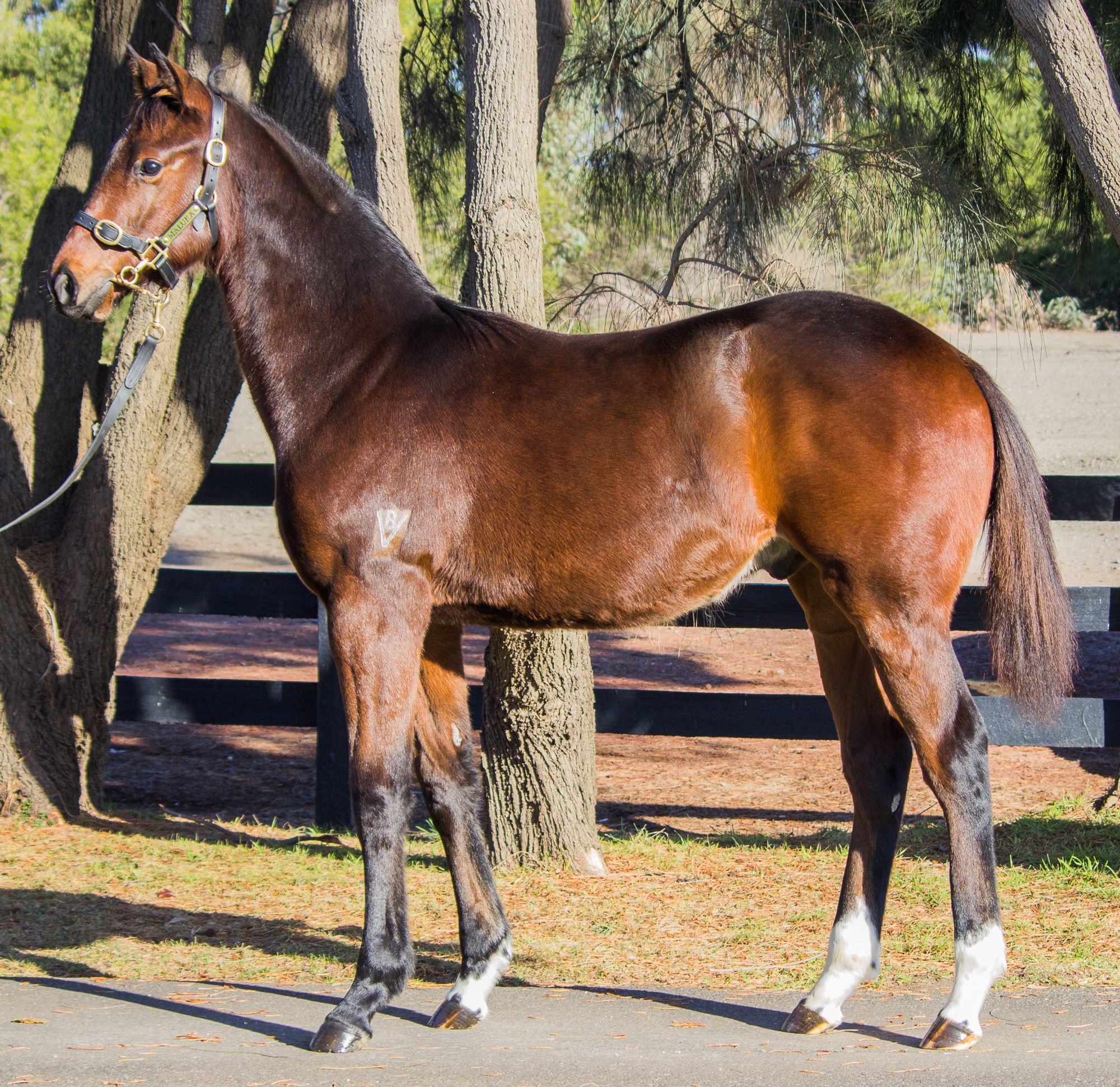 Okay Pal Thoroughbred Horse Profile - Next Race, Form, Stats, News ...