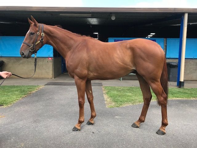 Big Blue Thoroughbred Horse Profile - Next Race, Form, Stats, News ...