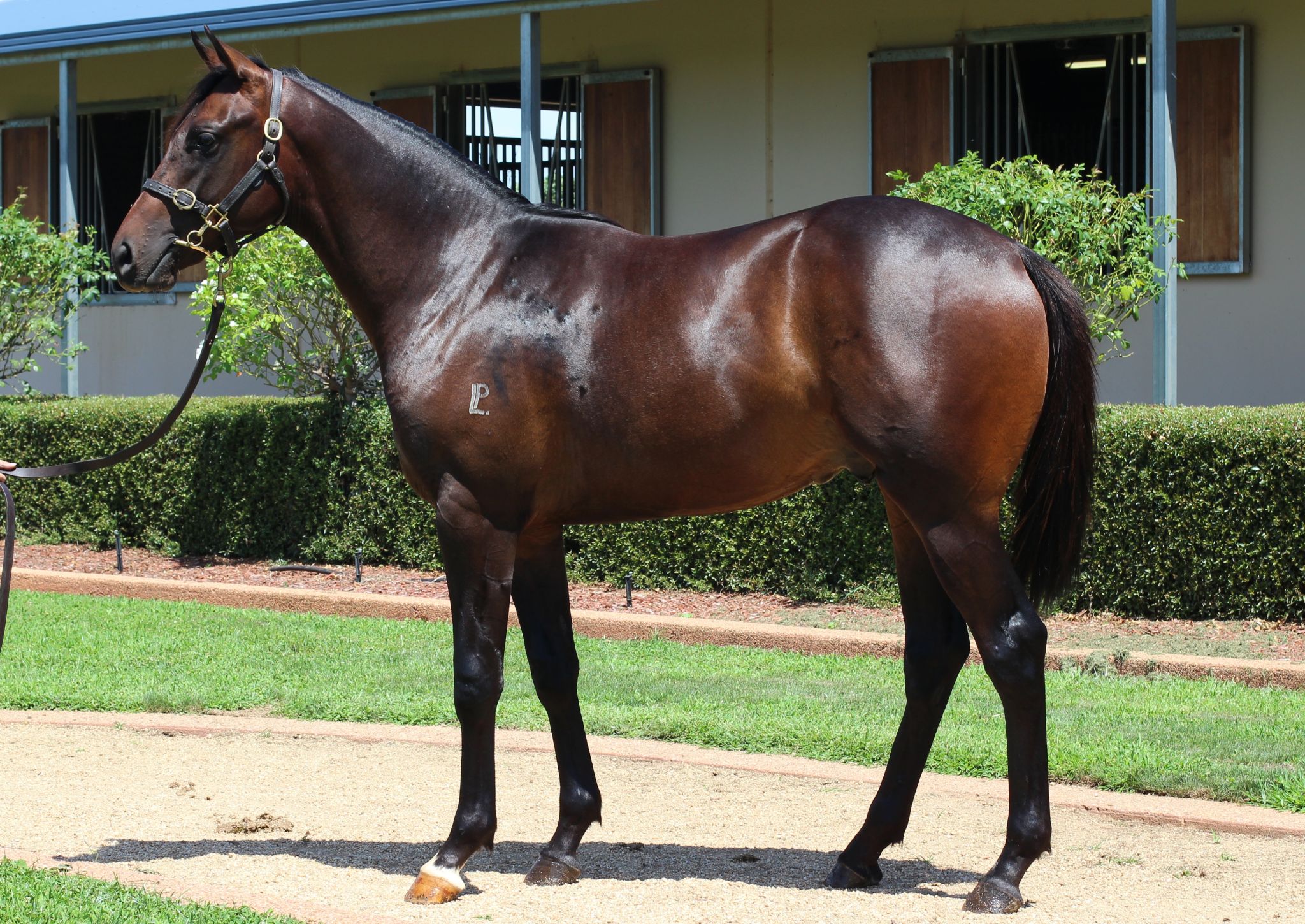 Buffalo Bill Thoroughbred Horse Profile - Next Race, Form, Stats, News ...