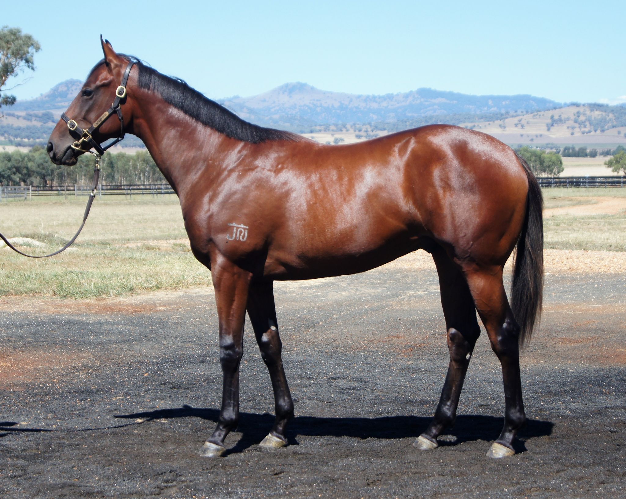 Catch The Tiger Thoroughbred Horse Profile - Next Race, Form, Stats ...