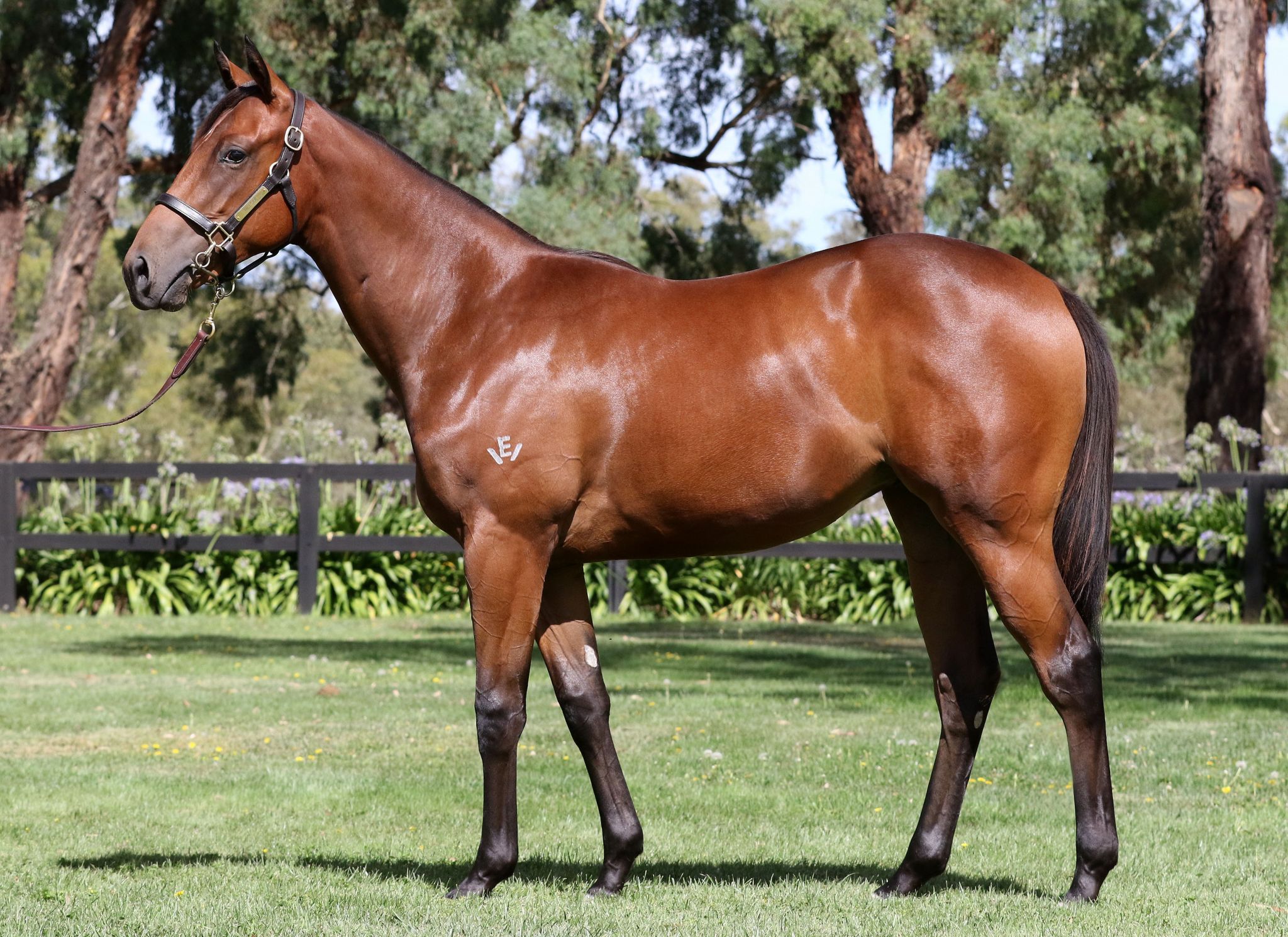 Reelem In Ruby Thoroughbred Horse Profile - Next Race, Form, Stats ...