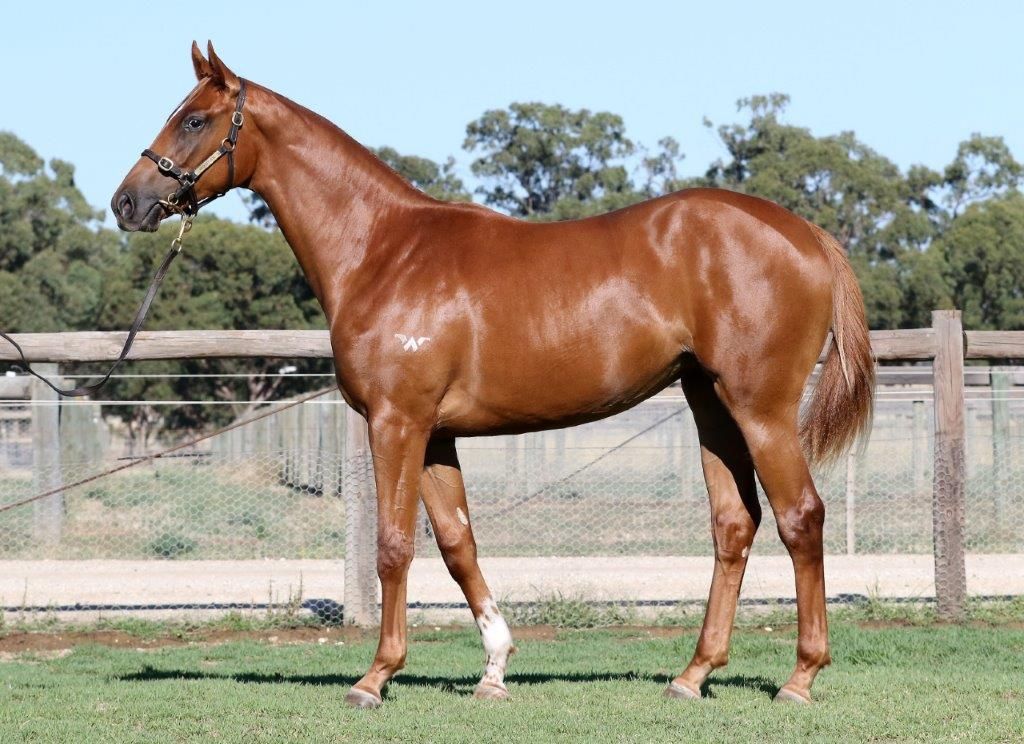 Jazz Star Thoroughbred Horse Profile - Next Race, Form, Stats, News ...