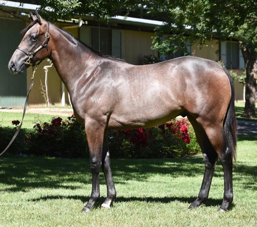 Galaxy Ghost Thoroughbred Horse Profile - Next Race, Form, Stats, News ...