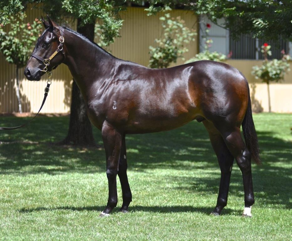 Shadow Bridge Thoroughbred Horse Profile - Next Race, Form, Stats, News ...