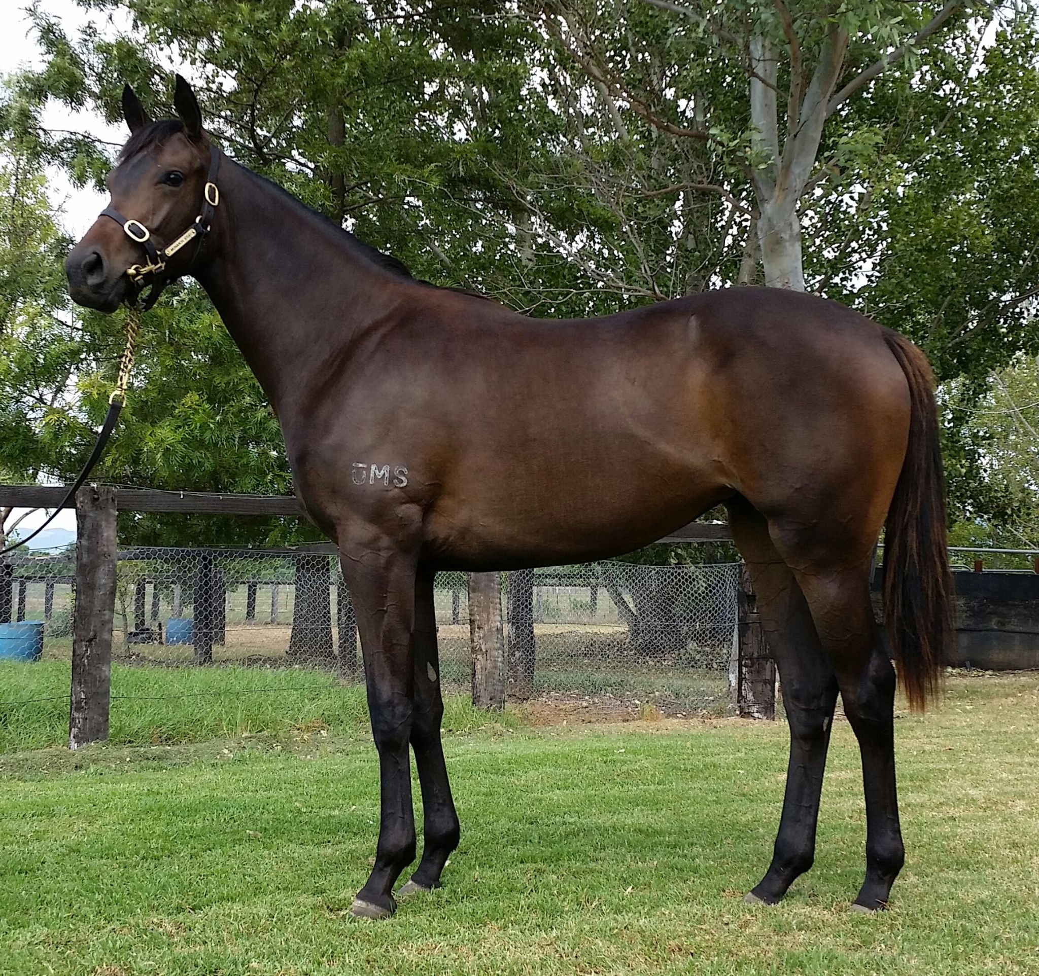 Memory Lane Thoroughbred Horse Profile - Next Race, Form, Stats, News ...