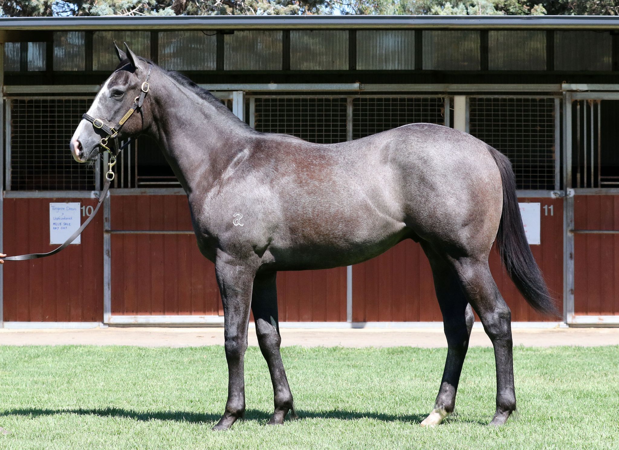 Meridian Genius Thoroughbred Horse Profile - Next Race, Form, Stats ...