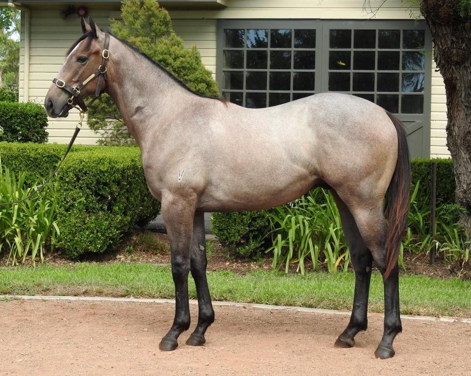 Potro Duro Thoroughbred Horse Profile - Next Race, Form, Stats, News ...