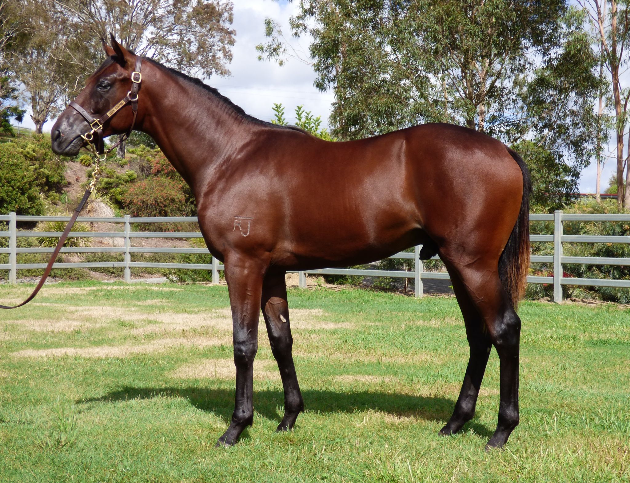 Dixieland Rock Thoroughbred Horse Profile - Next Race, Form, Stats ...