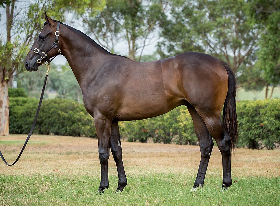 Joyful Heart Thoroughbred Horse Profile - Next Race, Form, Stats, News ...