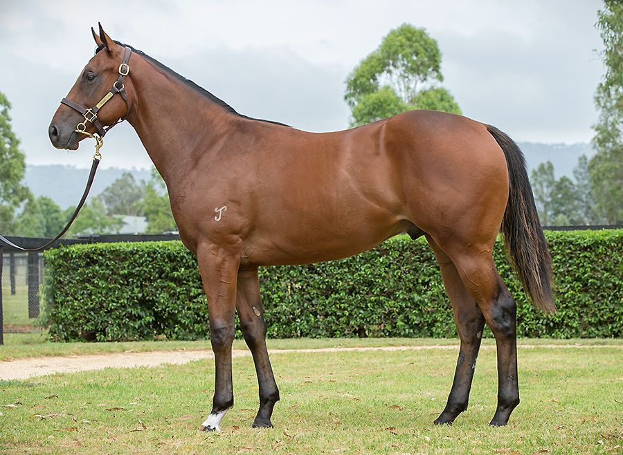 Ragged Rascal Thoroughbred Horse Profile - Next Race, Form, Stats, News ...