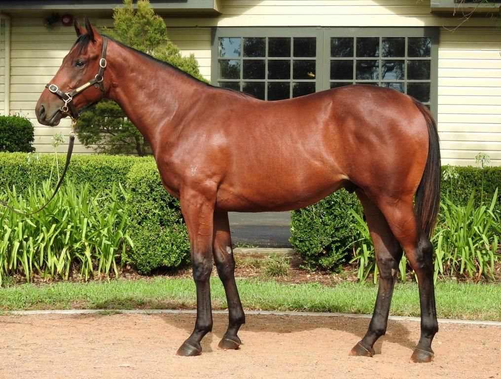 Shining Ace Thoroughbred Horse Profile - Next Race, Form, Stats, News ...