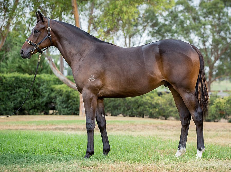 Champion Supreme Thoroughbred Horse Profile - Next Race, Form, Stats ...