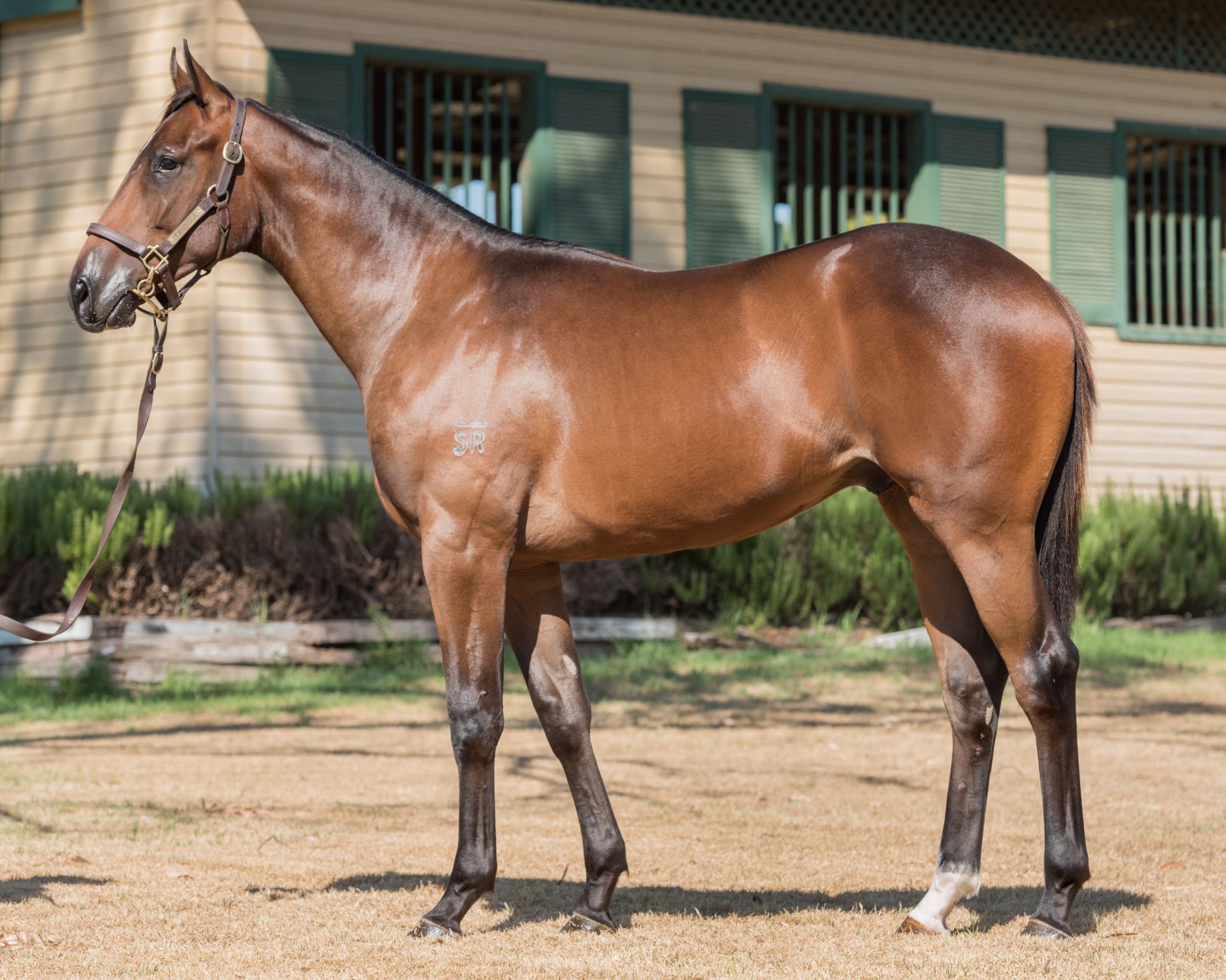 Let's Get Animal Thoroughbred Horse Profile - Next Race, Form, Stats ...