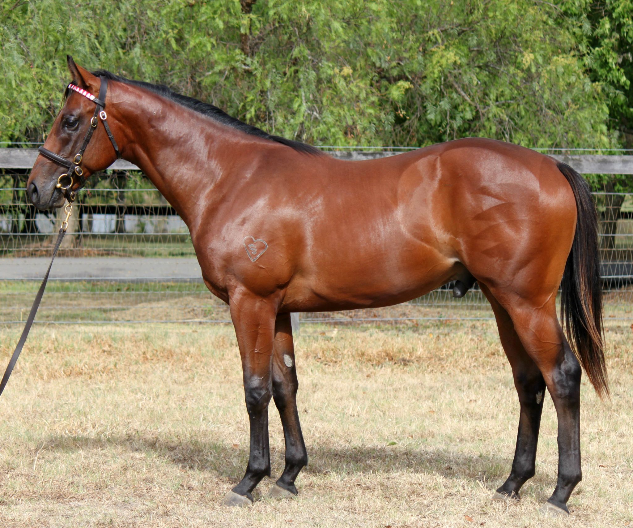 Full Of Fire Thoroughbred Horse Profile - Next Race, Form, Stats, News ...