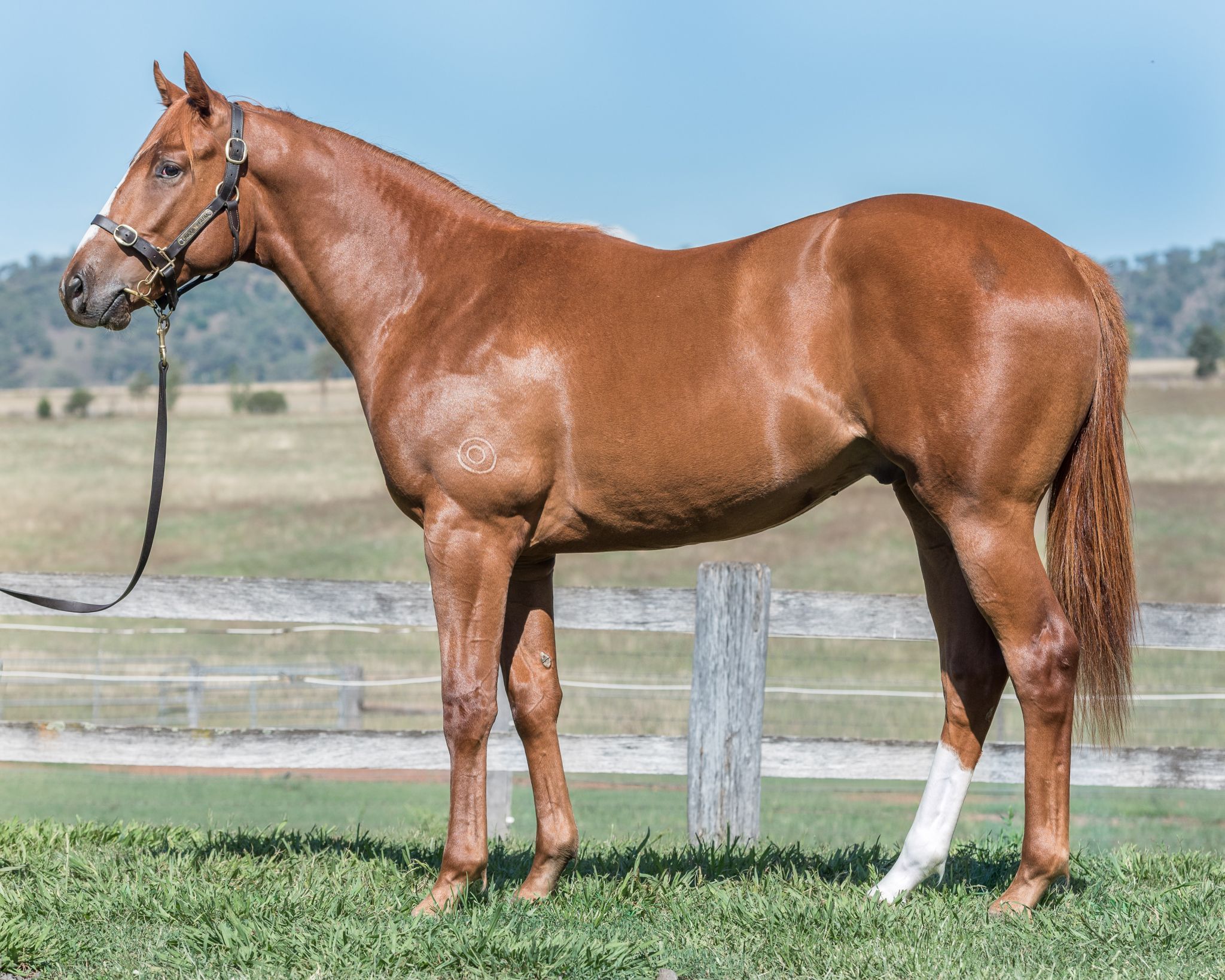 Hamish The Swift Thoroughbred Horse Profile - Next Race, Form, Stats ...